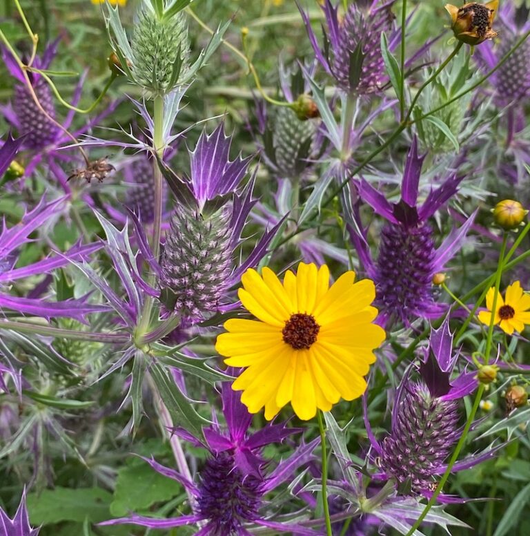 Tender Perennials/ Annuals Archives - Putnam Hill Nursery