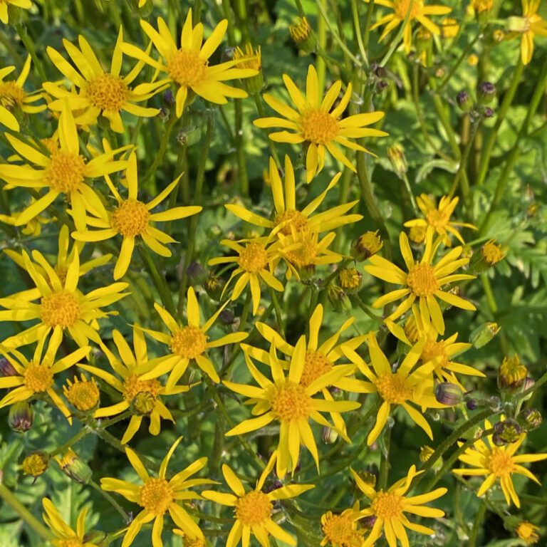 Packera aurea - Putnam Hill Nursery