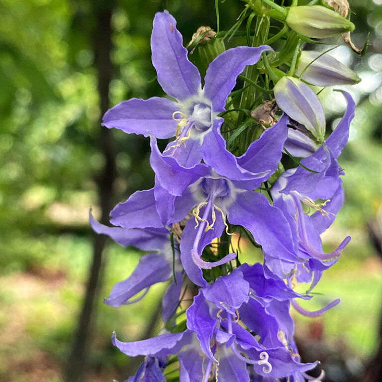 Tender Perennials/ Annuals Archives - Putnam Hill Nursery